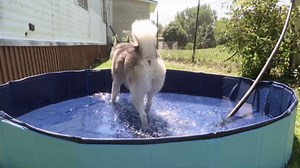 Jecoo Dog Pool Kiddie Pool Hard Plastic Foldable Dog Bathing Tub Portable Outside Kids Swimming Pool Whelping Box for Dogs and Pets