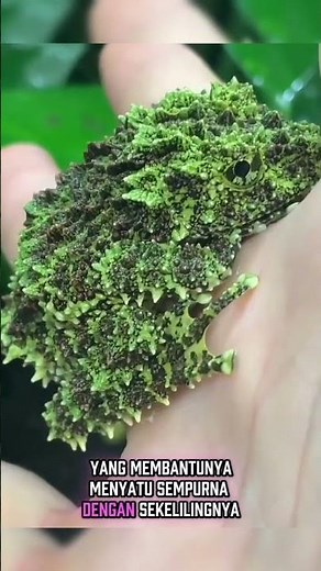 Did you know that the Vietnamese mossy frog has a unique #wildlife #animallife #facts