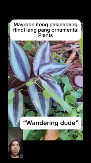 Hindi lang pala pang ornamental plants kundi may pakinabang sa medicine uses ayon sa research #herbalife #medicinalplants Disclaimer:Always consult your professional provider Wandering Dude (Tradescantia zebrina): All You Need To KnowThe primary benefits of the Wandering Dude (Tradescantia zebrina) are its attractive ornamental foliage, which adds visual interest as a houseplant or groundcover, and its ability to purify indoor air by filtering pollutants like formaldehyde, benzene, and xylene. I