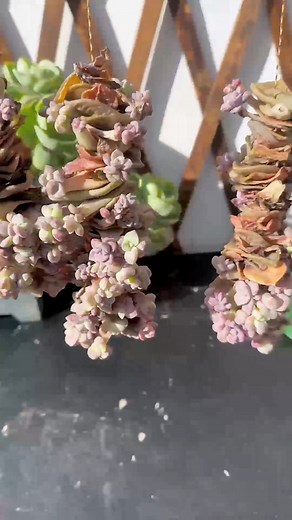 1.8M views · 15K reactions | Propagate succulents from leaves 華 #succulents #suculentas | Succulents | Facebook