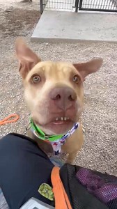 77K views · 3.2K reactions | Allison is one of hundreds of dogs who could be The One for you... and all dogs and puppies are currently FREE to adopt at PACC  | Pima Animal Care Center | Facebook