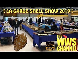Many seashells ! La Garde Shell Show 2019 (France) Sea shell Collection