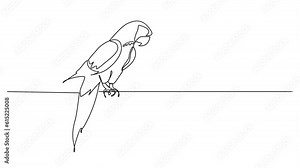 animated continuous single line drawing of a parrot, line art animation