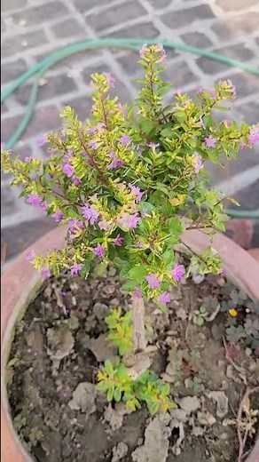 Best Border Flower Plant Name #cupea #shorts #shampysgarden