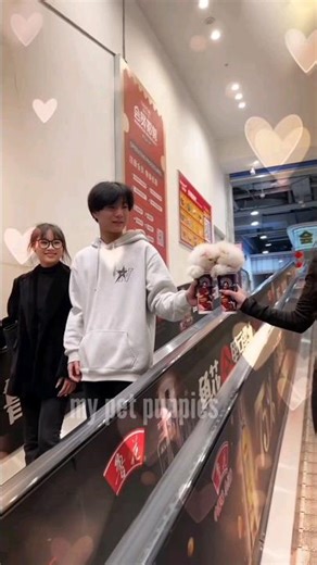 teacup dog breeds / teacup puppies 🐕 mini wood toy art / hand craft #shorts #dog #toys #cute #puppy