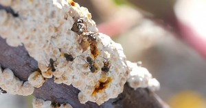 Ants Farming Soft Scale Insects Hemiptera: Video có sẵn (100% miễn phí bản quyền) 25760267 | Shutterstock