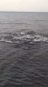 fishermen are very happy to see fish caught in trawl nets #fishingnet #pesca #fishing | Muammar Rafly