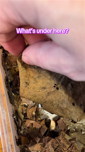 Armadillidium vulgare ’Gem Mix’ as beautiful as they are varied. And a tiny mancae there as a bonus. #invertebrates #isopods #isopodsoftiktok #coolpets #bug