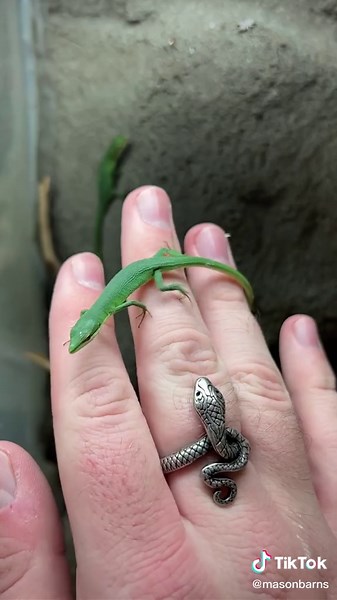 Top Underrated Pet Lizards for Reptile Enthusiasts