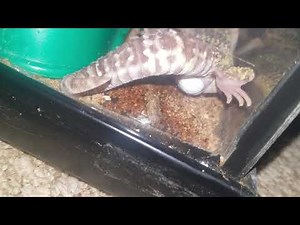 Gecko Giving Birth