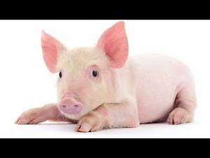 Percy's Adventure: A Curious Pig's Tale