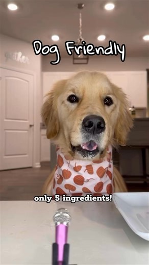 330K views · 6.8K reactions | On today’s episode of mini mic #ASMR: Dog friendly pumpkin pies 不  It is now holiday pie season! This 5 ingredient recipe is so easy! It is even good for humans 來 I would have never thought a banana would be good in pumpkin, but I taste tested and it was so good  #dog #dogs #goldenretriever #puppy #doglover #funnydogs #funnyvideos | pearl.the.golden.girl | Facebook