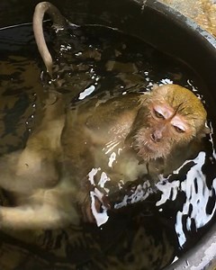 This monkey sure knows how to make a splash! 🌊🐒 | Animal Lovers