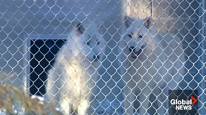 WATCH: Nuna, Anori and Inneq, which translate to ‘Earth, Wind and Fire,’ arrived last Wednesday from the Toronto Zoo. — Via READ MORE: https://globalnews.ca/news/9335535/saskatoon-forestry-farm-park-zoo-arctic-wolves/ | Global Regina | Facebook