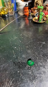 320K views · 6.8K reactions | We are gearing up for another EPIC breeding season! #reels #animals #snake #royalpythonbreeding #snakebreeding #elpas | The Molinaro Snake Lab | Facebook