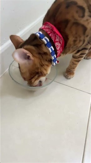 Num num cat