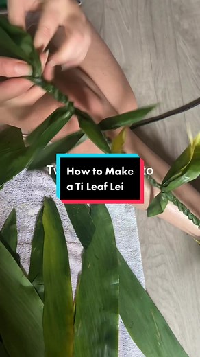 Graduation leis. A step-by-step process for a Ti leaf lei. #fyp #leimaking