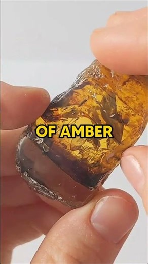 This is the weirdest thing found in amber! #interestingfacts #facts #lifeonearth #insightarc