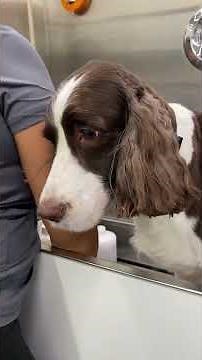 🐾Arya the English Springer Spaniel Gets the VIP Pet Treatment! 🐶✨ #petcare