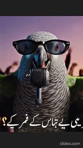 parrot rapper goes viral #shortyoutube #youtubeshorts #viralshort #shortvideo
