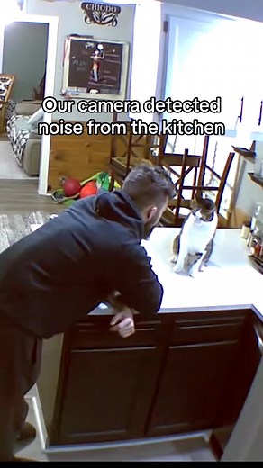 1M views · 36K reactions | Prior to this, roswell was having a tantrum about not getting 3rd dinner. Cat dad is the only one who can tame the house panther #catsoftiktok #foryou #catdaddy #catlover | Catnamedroswell | Facebook