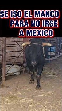 Toro se iso el MANCO para no irse a México #rancho #toros #rodeos #ganado #mascotas #jaripeo #cow