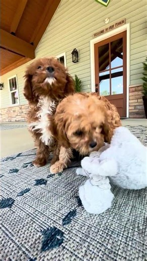 Nolan & Nico the Cavapoo Pups Share Sweet Outdoor Moments 🐶🌿