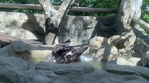 SPLISH SPLASH: It's going to be another warm spring day. Stay cool like Atsá the Bald Eagle and visit our newly reopened Exhibit Hall from 2-5 p.m. today. You might even get the chance to see Atsá take a refreshing dip in her pond, which is part of her new home, Eagle Eyrie. See you soon! Video by Paul Hara. #lindsaywildlife #animalambassador #atsatheeagle #baldeagle #eagleeyrie | Lindsay Wildlife Experience
