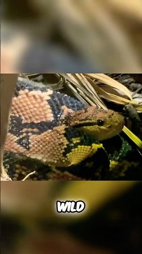 Up close and personal with a Bushmaster! That is one deadly venomous snake. 😳💀