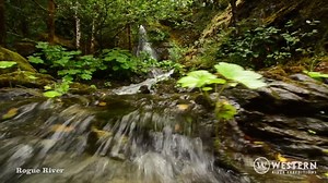 31 reactions · 72 shares | LEARN MORE ABOUT ROGUE RIVER RAFTING...