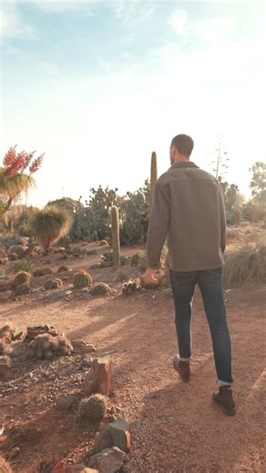 13K views · 474 reactions | This huge ponytail tree is around 35 years old now and looks spectacular when in flower! For the last few years we’ve also been spotting some regular honey eater birds nesting here.Definitely one of our favourites  | Cactus Country | Facebook