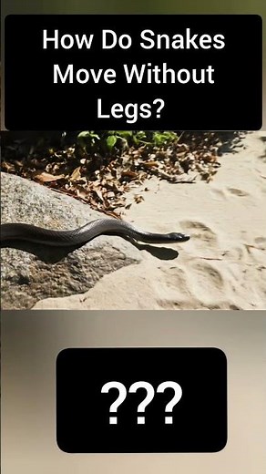 How Do Snakes Move Without Legs? 🐍 | Nature’s Most Fascinating Movement Explained | bkn