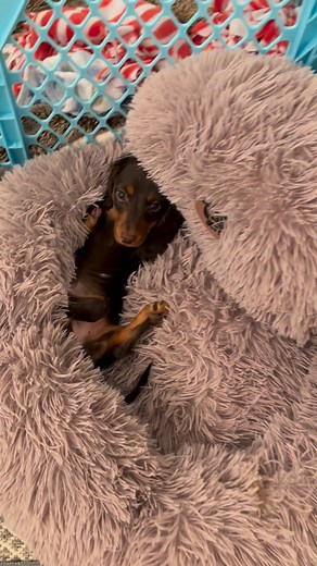 Goodnight love the cutie pie CRU 🥰💤 | Cleft Rescue Unit