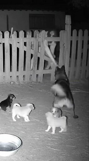 Creepy Creature Tries to Grab Puppies — Guard Dog Attacks to Save Them on CCTV
