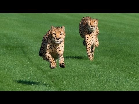 Houston Zoo Cheetahs Run at Sam Houston Race Park!