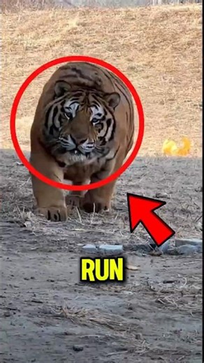 Animals That Hunt Humans #shorts