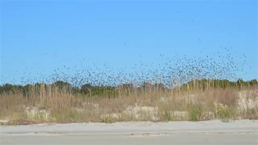 Migrating and wintering Tree Swallows can form enormous flocks numbering in the hundreds of thousands. They gather about an hour before sunset and form a dense cloud above a roost site (such as a cattail marsh or grove of small trees), swirling around like a living tornado. With each pass, more birds drop down until they are all settled on the roost. (Source: Cornell Lab All About Birds) 📸 Gina Sanders, mid-morning on North Beach, Seabrook Island. #seabrookislandclub #seabrookislandsc #seabrook