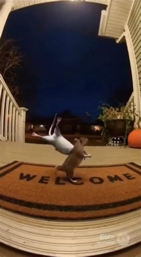 Dancing Mice Steal the Show! Tiny Dance Sport Duo in Action