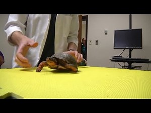 Turtle missing legs gets wheels