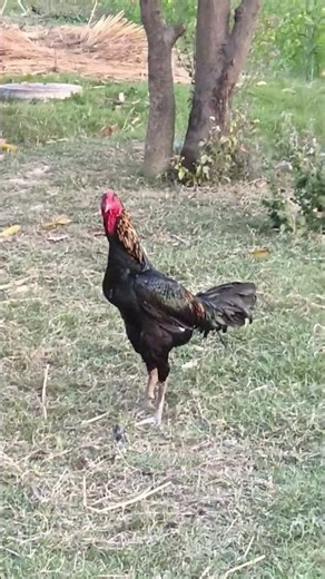 #aseel breed #fighter murga Java #shortvideo