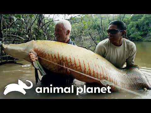 Jeremy Wade's Toughest Battles | River Monsters | Animal Planet