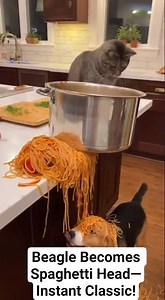 Kitchen Mayhem: Cat’s Pranks Explode When the Monkey Joins the Chaos! 🍝😂🐶🐒