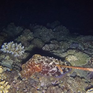 JAB's TV Catch and Cook on Reels