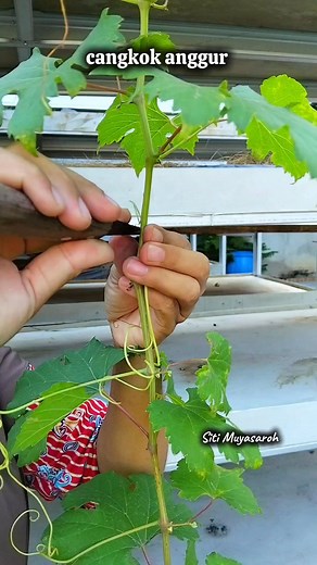 35K views · 210 reactions | Cara mudah cangkok anggur | Simple method to air layering grape plants #airlayering #grape #plant #reels #gardening | Siti Muyasaroh | Facebook