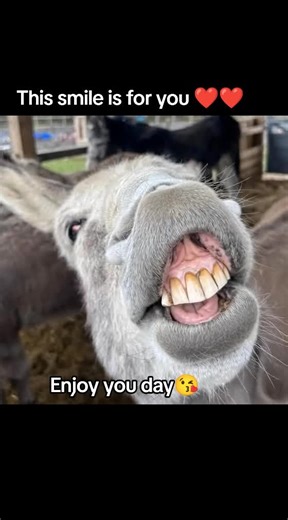 𝐌𝐫 𝐅𝐮𝐧𝐤𝐲 🎉 (@ola.tv71)’s video of Smile