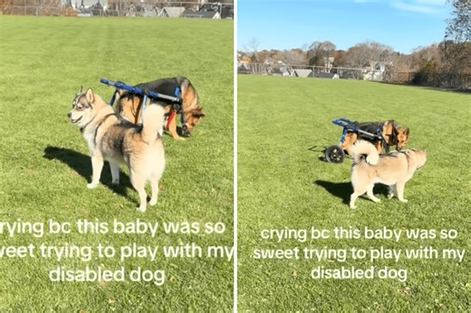 Owner Films Disabled Dog at Park—Not Ready for What’s Captured: ‘My Heart’