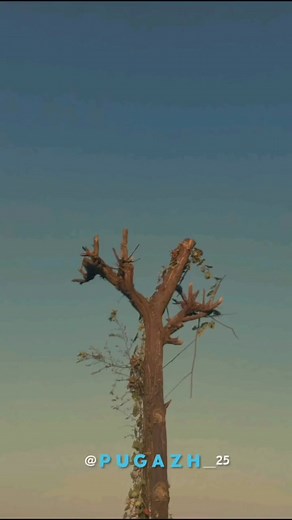 600K views · 10K reactions | Merlin Rosy on Reels | Facebook