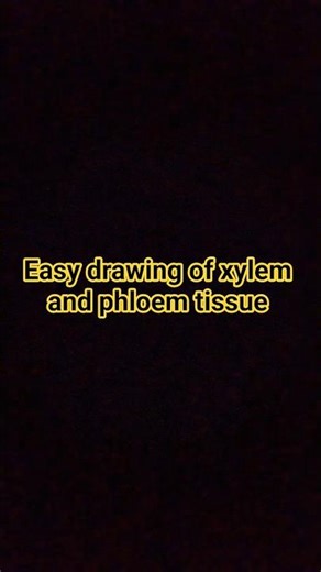 easy drawing of xylem and phloem tissue 💯🔥