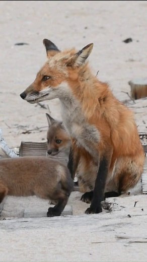 12K views · 350 reactions | Red Fox dad and his babies - East Coast, USA (2023) *The dad was treated for mange by the appropriate authorities. #cuteanimals #viralreels #family #furbaby #playtime #naturelovers #nature #trendingreels #love #nikonusa #siblings #father #parenting #cute #tendermoments #foxes #wildlife #njnature #wildlifereels #fox | Scott Michael Miller Photography | Facebook