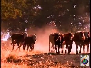 Shania Twain " Any Man Of Mine " | Os Embalos Do Milênio